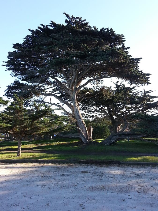 Monterey Cypress stock photo. Image of pebble, beach - 48386018