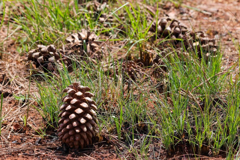 Monterey Pine Pinecones on Meadow Grass Pinus Radiata Stock Photo ...