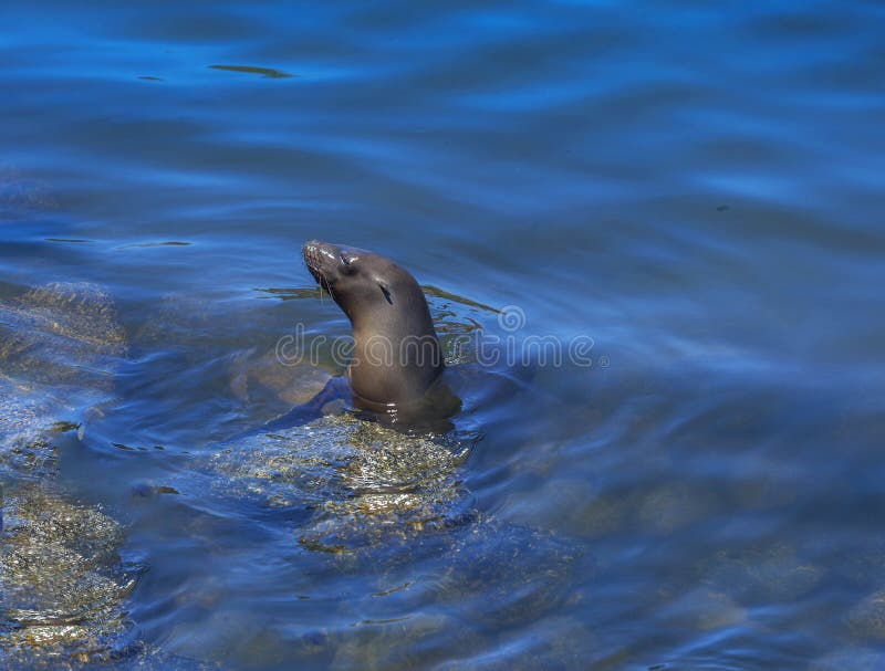 Monterey Seal stock photo. Image of monterey, portrait - 72570974