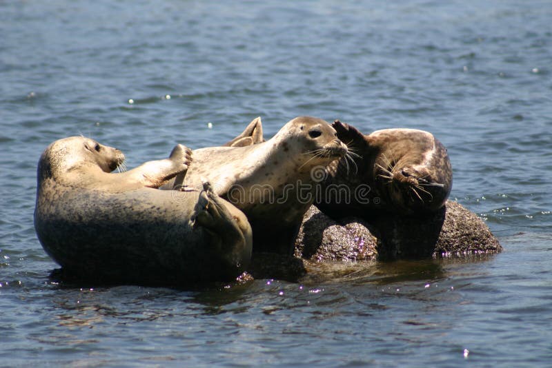 Monterey Seals stock image. Image of cute, press, harbor - 1045081