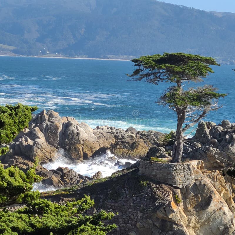 Tree Top of Ocean Cliff at Cannon Beach, Oregon Stock Photo - Image of ...