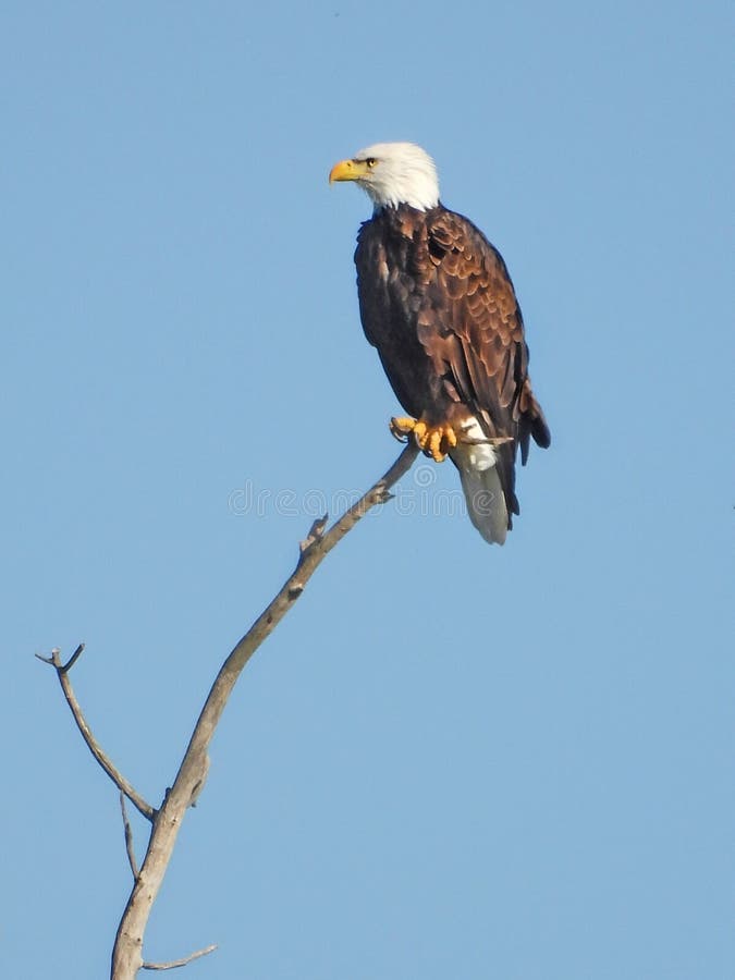 Bald Eagle Perched on Dead Branch in NYS Montezuma National Wildlife ...