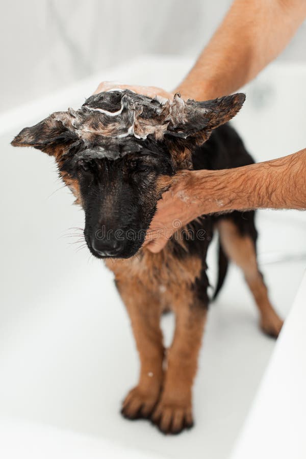3 Month German Shepherd Puppy Taking Bath Stock Image - Image of head ...