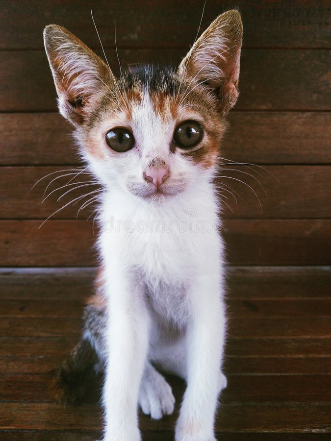 Long eared cat stock photo. Image of kucing, animal - 278586684