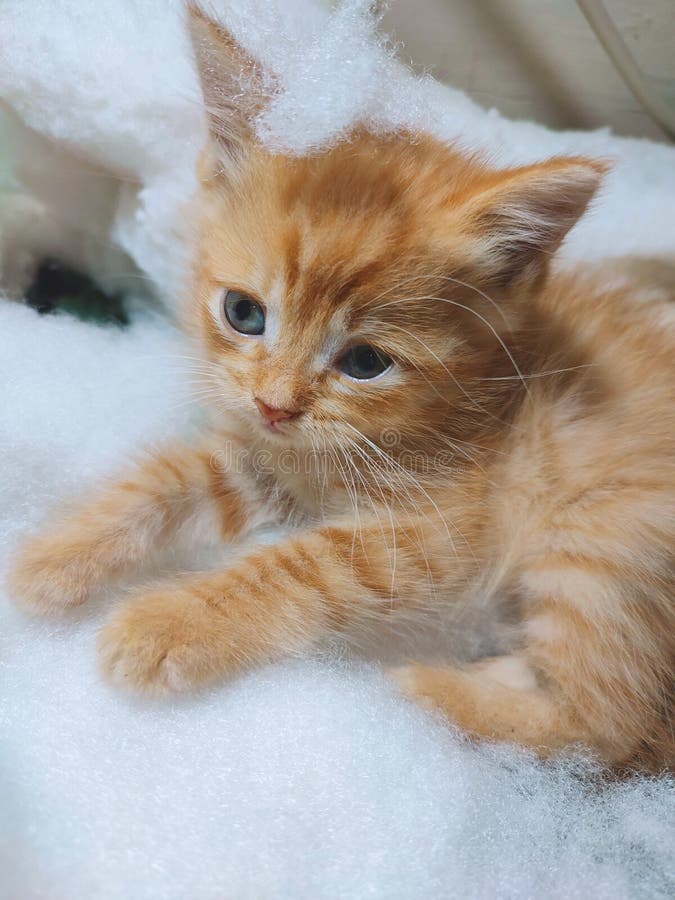2 month kitten stock image. Image of kitten, foam, pile - 261762137