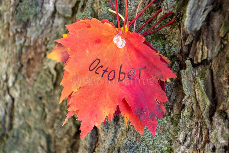 Month of October. Red Maple Leaf with Word October Pinned on Tree ...