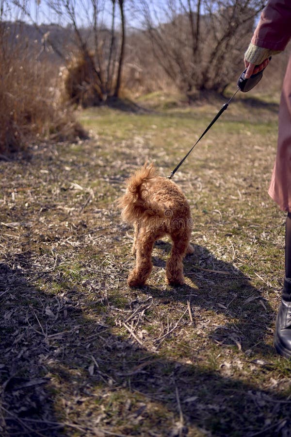 A 7-month-old Cockapoo Girl on a Leash Walks on a Sunny Day Stock Image ...