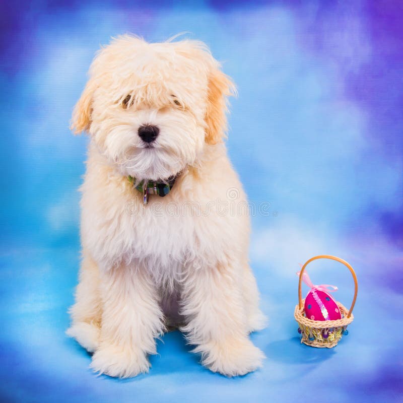 3 Month Old Maltese/poodle Puppy Posing with Easter Egg Stock Image ...