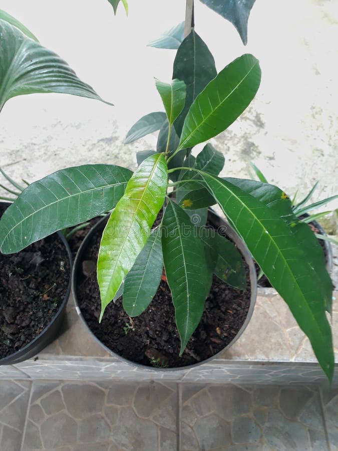 2 Month Old Mango Tree Seedlings with Lots of Leaves Planted in Pots ...