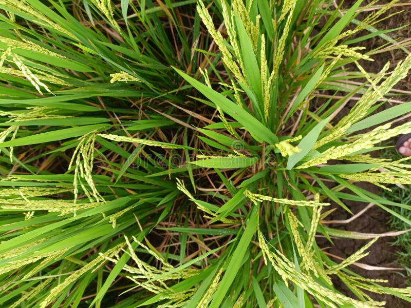 2 Month Old Paddy Growing Well Stock Image - Image of grass, garden ...