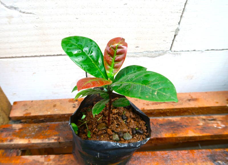 Old Robinson Coffee Trees Stock Photos - Free & Royalty-Free Stock ...