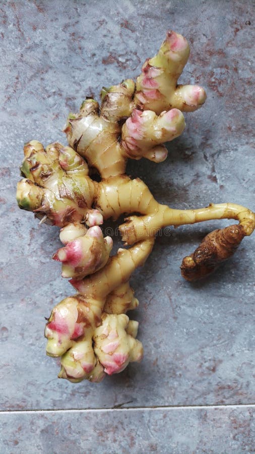 Young Elephant Ginger Stock Photos - Free & Royalty-Free Stock Photos ...