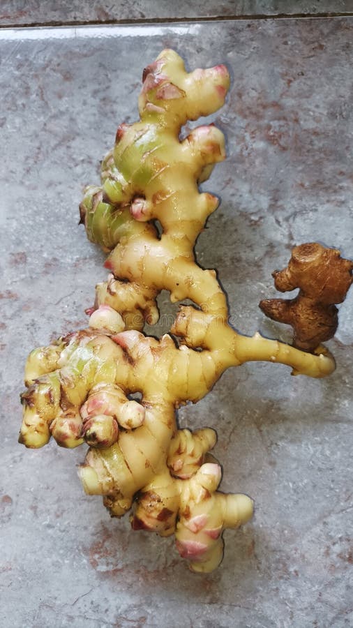 Young Elephant Ginger Stock Photos - Free & Royalty-Free Stock Photos ...