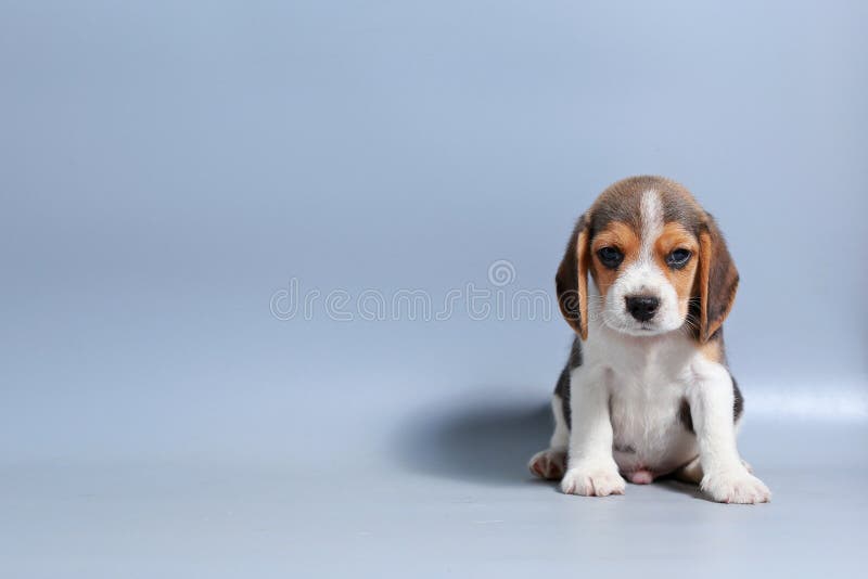 1 Month Pure Breed Beagle Puppy Stock Photo - Image of horizontal ...