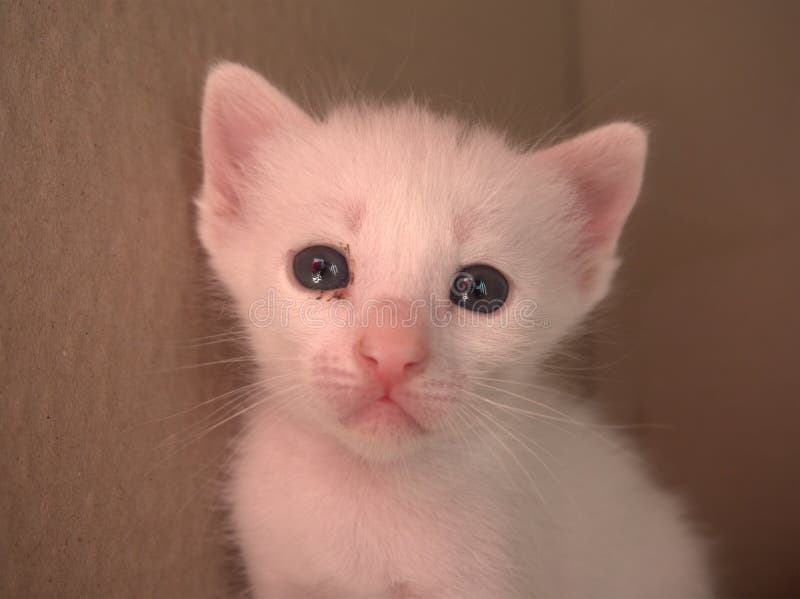 1 Month White Baby Kitten stock image. Image of kitten - 43000171