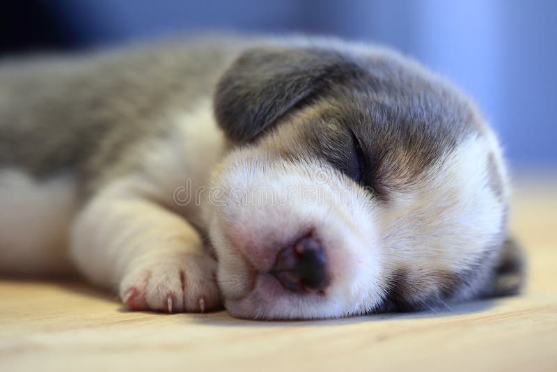 1 Month Year Old Beagle Puppy Silver Tri Color Stock Image - Image of ...