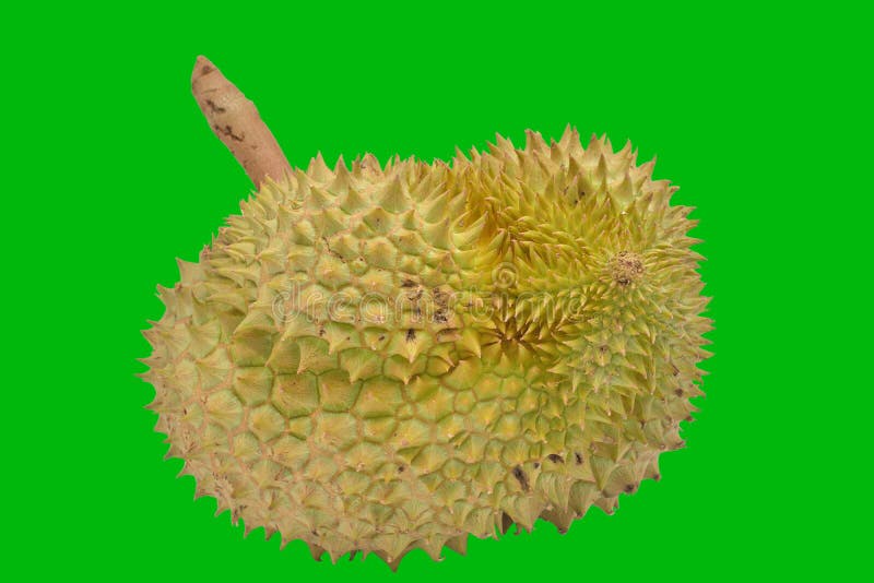 Monthong Durian Fruit from Thailand Stock Photo - Image of chili ...