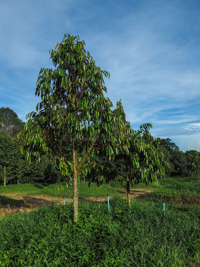 Monthong Durian Trees that are 4-5 Years Old. Stock Photo - Image of ...