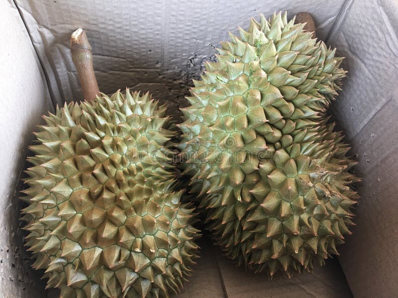 Monthong Famous Fruit of Thailand. Stock Image - Image of famous ...