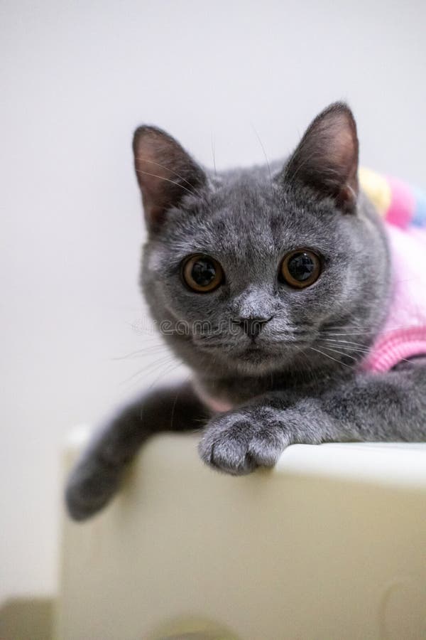 3 Months Old British Blue, British Shorthair Cat Stock Photo - Image of ...