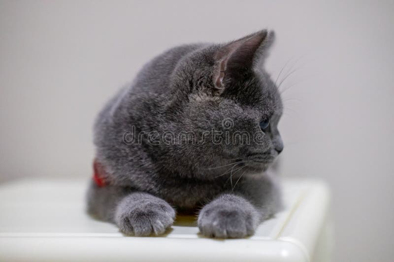 615 3 Months Old Cat Stock Photos - Free & Royalty-Free Stock Photos ...