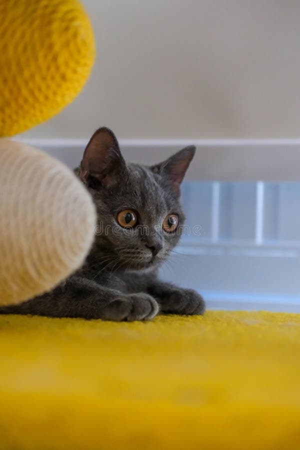 3 Months Old British Blue, British Shorthair Stock Image - Image of ...