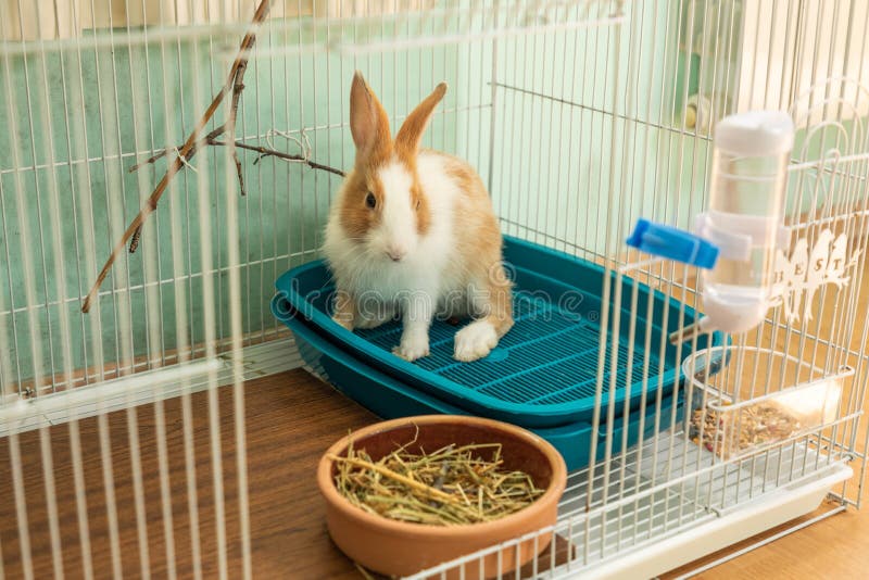 313 Months Old Rabbit Stock Photos - Free & Royalty-Free Stock Photos ...