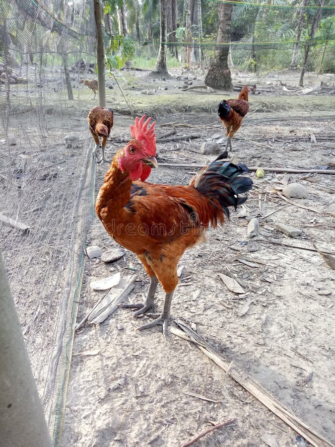 Chicken ready to cook stock photo. Image of preparation - 6341666