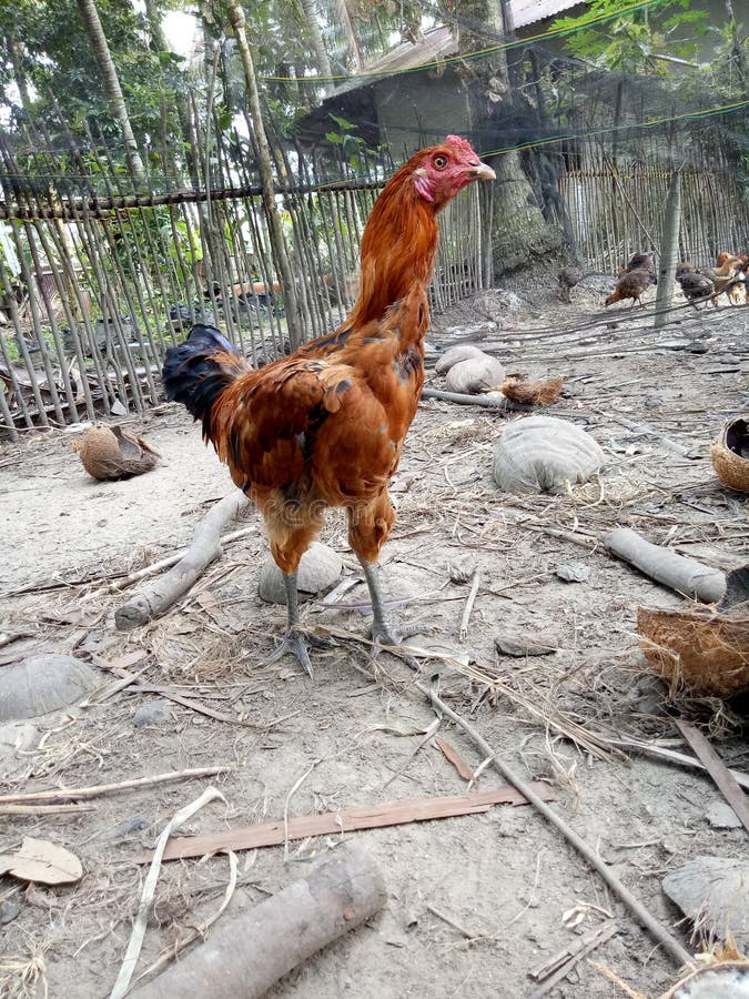 6 Months Old Chicken Under Coconut Tree in the Farm Stock Photo - Image ...