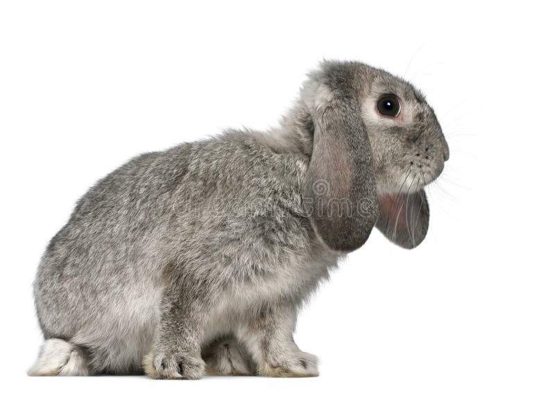 French Lop Rabbit 2 Months Old Oryctolagus Stock Photos - Free ...