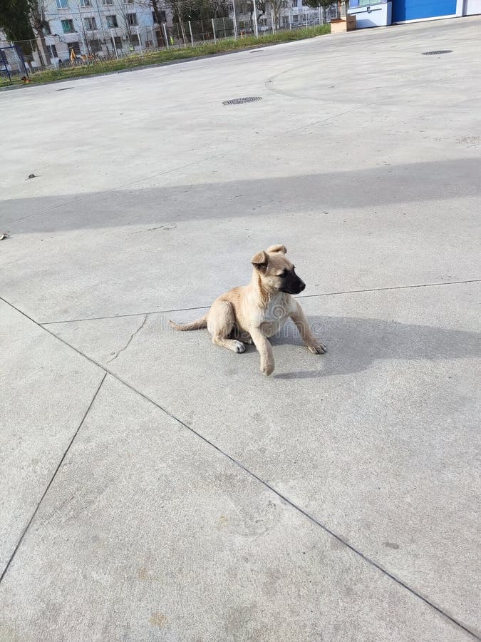 Only 3 Months Old,but is Very Smart Stock Photo - Image of oldbut ...