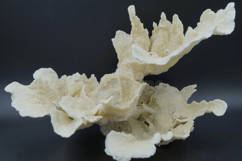 Montipora Coral Skeleton fotografia stock. Immagine di sfondo - 77048864