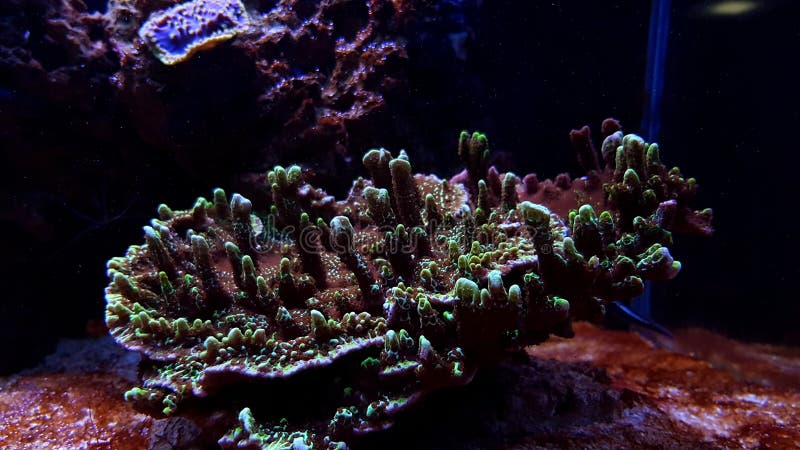 Aquacultured Montipora SPS Coral - Montipora Sp. Stock Image - Image of ...