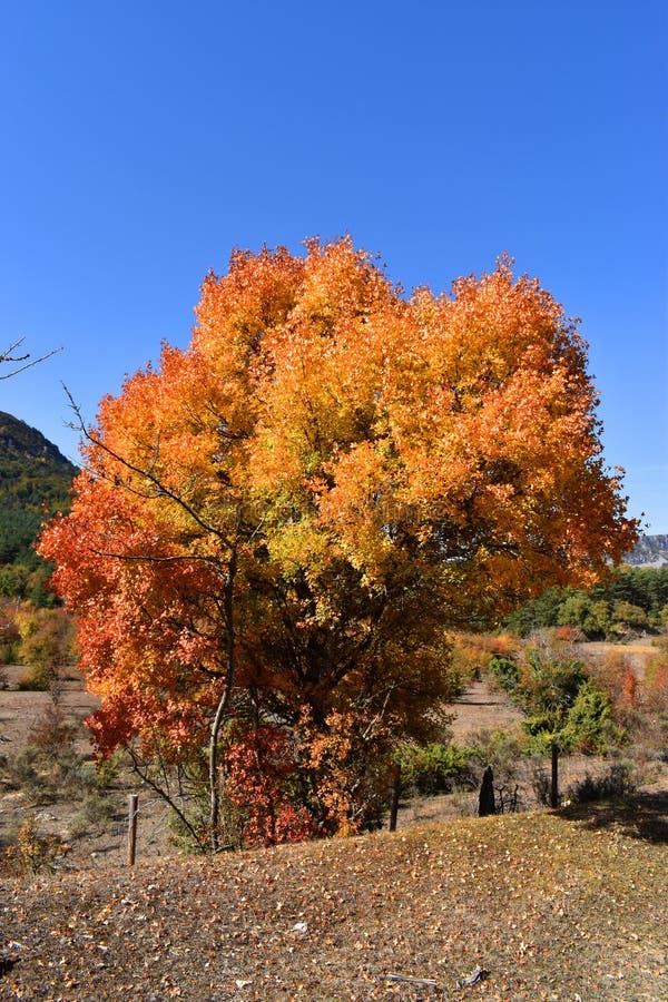 Montpellier Maple (Acer Monspessulanum) with Fall Foliage Stock Photo ...