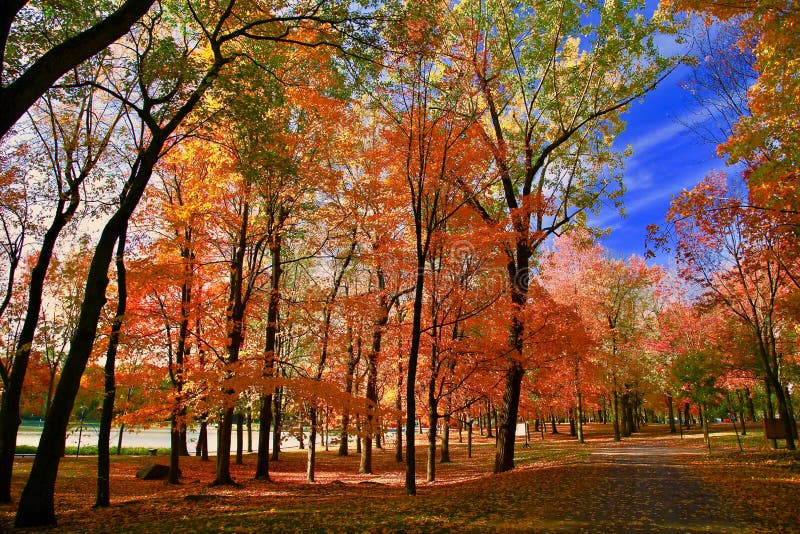 Montréal, Automne, Canada Du Québec Image éditorial - Image du érable ...