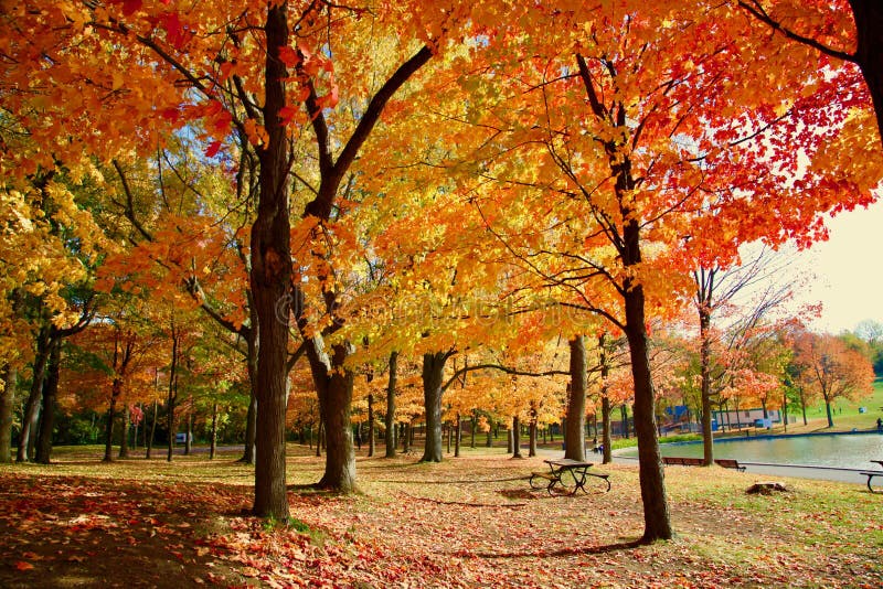 Montréal, Automne, Canada Du Québec Image stock - Image du automne, île ...