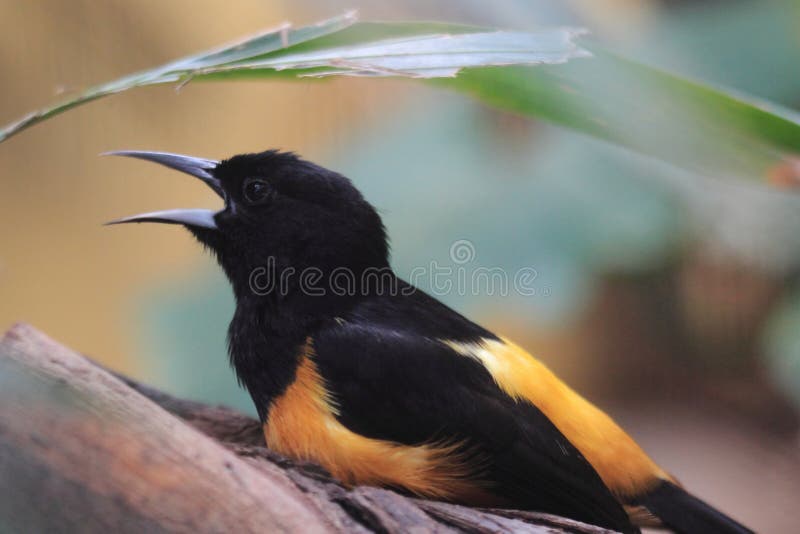 Montserrat oriole stock photo. Image of bill, black, animal - 32797002