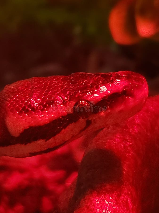 Monty the python stock photo. Image of animals, snake - 156136560