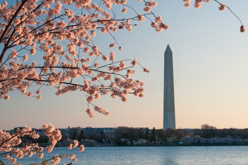 Bassin De Cherry Blossoms Along the Tidal Photo stock - Image du ...