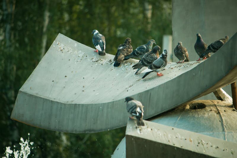 Monument with Pigeon Sitting on it and Feces All Over Stock Image ...