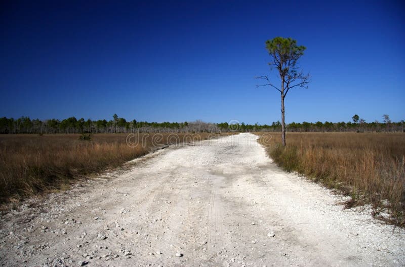 Monument Road stock photo. Image of naples, marsh, south - 23797078