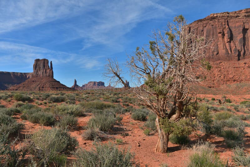 Monument Valley tree stock image. Image of valley, nature - 110524167