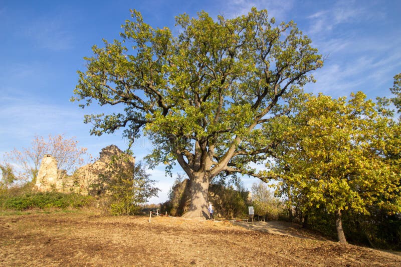 Monumental Oak Tree Very Old Modena Hills Stock Photo - Image of europe ...