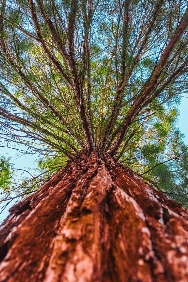 Monumental Raw Brown Tree Trunk with Rough Bark Growing UP from the ...