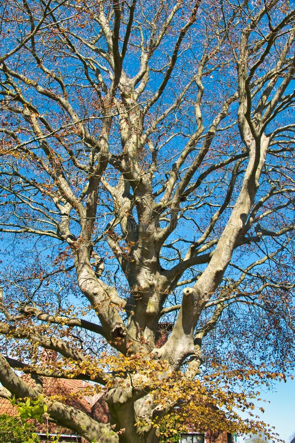 Monumental red beech tree stock photo. Image of blue - 246048810