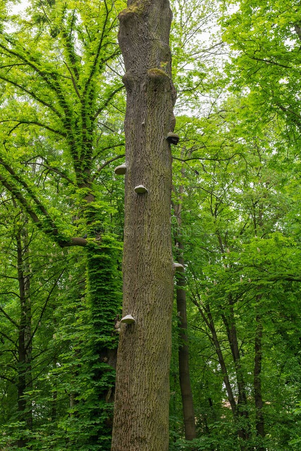 Monumental Tree Full of Bracket Fungus. Springtime in a Park Stock ...