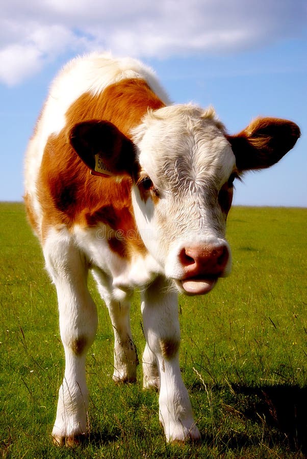 Moo stock photo. Image of farm, england, tongue, animals - 391236
