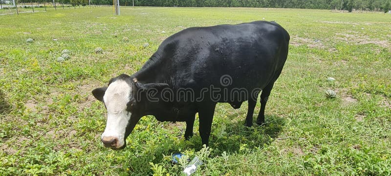 Moo the Bull stock image. Image of field, grazing, pasture - 224952803