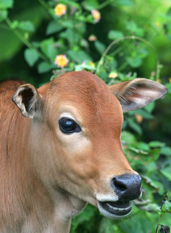 Moo Cow 2 stock photo. Image of meadows, animals, brown - 4930498