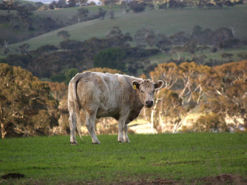 Moo cow stock image. Image of grass, paddock, hair, stare - 2714475